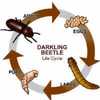 Life Cycle of a Darkling Beetle (Mealworm) | Mandatory Insects ...